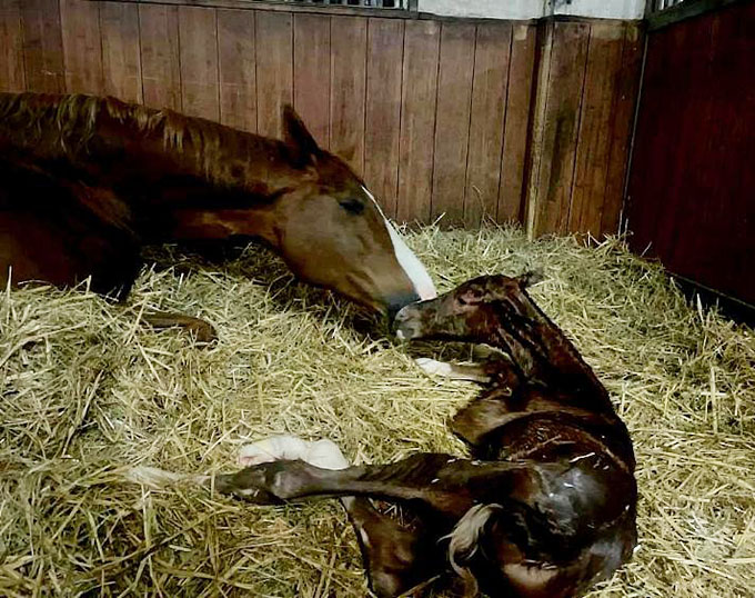 Bella Rose Is A Mommy A Colt Is Born
