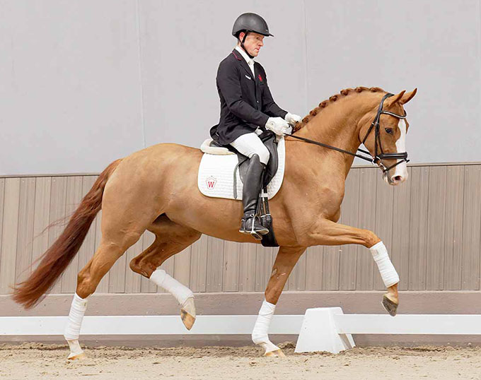 Spring Vibes at the Westphalian Studbook: OnLive Auction on 31 March ...
