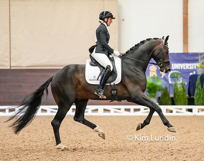 Knockando VH, High Scorer of the 2023 Swedish Warmblood Stallion ...