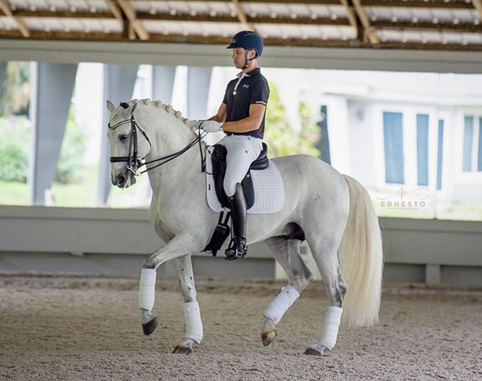 German Oldenburg Verband Approves Lusitano Grand Prix Stallion Hobbit ...