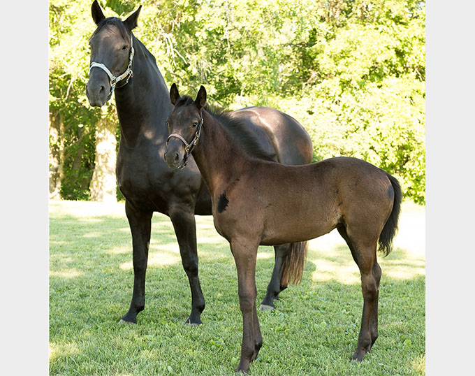 Canadian Mounted Police Horse Breed