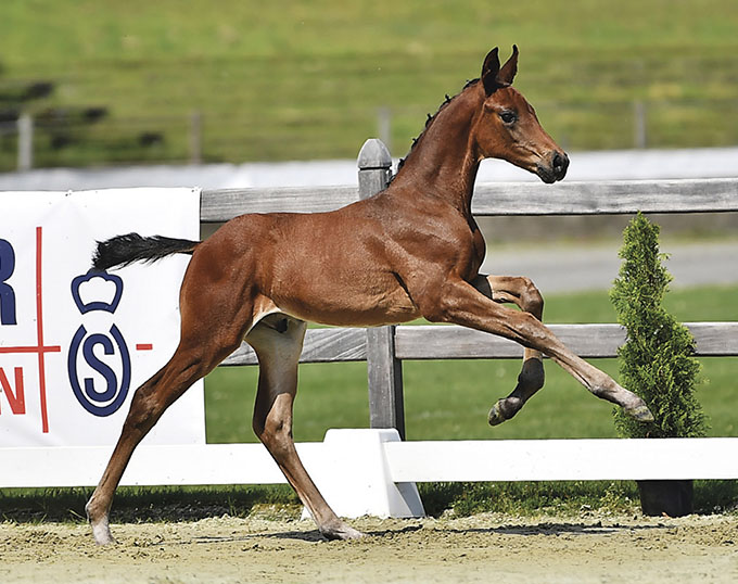 Oldenburg Foal Presentation with Livestream on 17 June 2023
