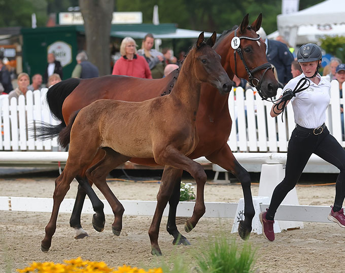 Kenneth II, Best Seller of the 2023 Trakehner Foal Auction