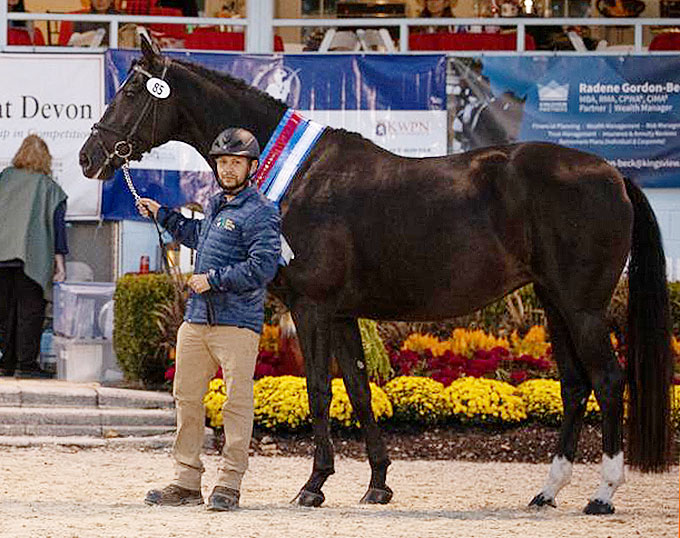 Love Dance Named Grand Champion of the 2023 Devon Breed Show