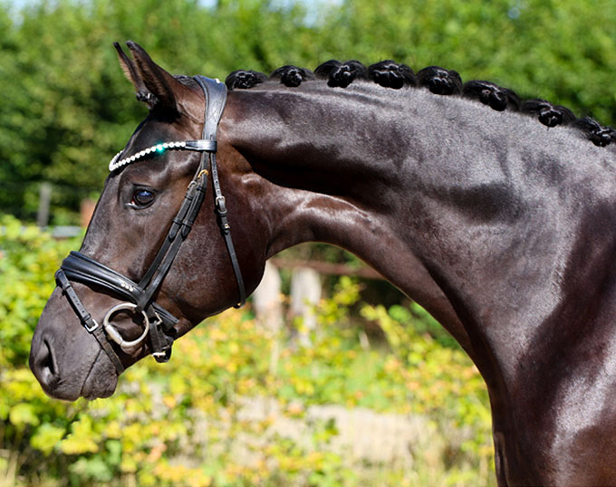 Sandbrink Special Youngster Sale - Unique Stallion Prospects and Young ...