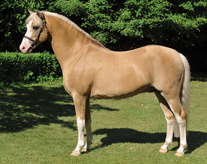 Welsh Pony Stallion The Braes My Mobility Passed Away