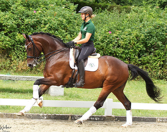 Irish Team Rider Sorrell Klatzko Welcomes New Grand Prix Horse in the Barn