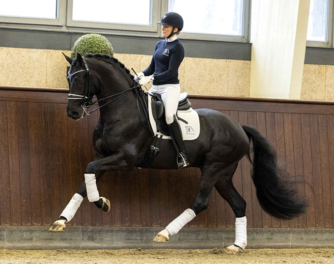 Blue Hors Kingston Sold to Danish Pony Rider