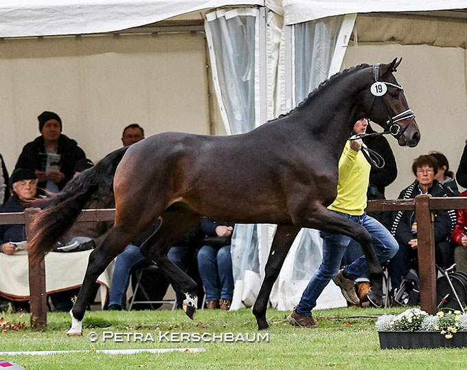 Dynamic Dream Son Tests Positive to Medication at 2023 Hanoverian ...