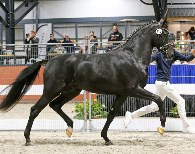 Twenty-Two Dressage Colts Selected for 2024 NRPS Stallion Licensing