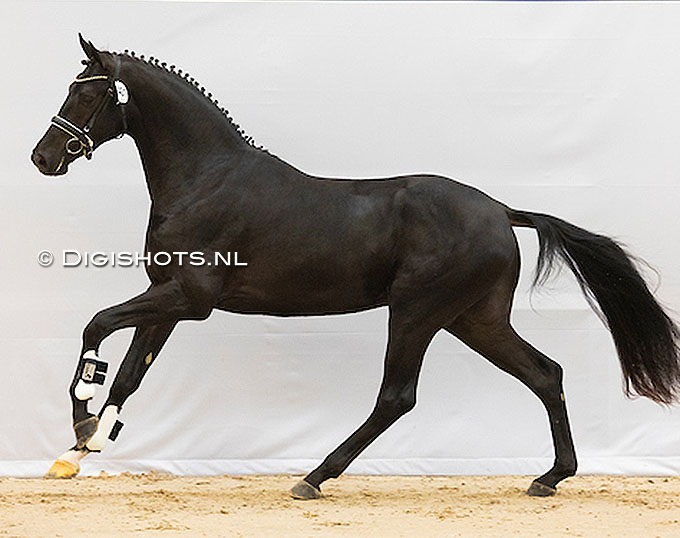I Am Rico Norel, Champion of the 2024 NRPS Stallion Licensing