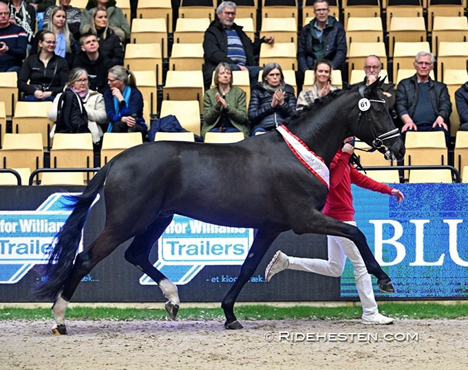 Fourteen Stallions Approved at 2024 Danish Warmblood Stallion Licensing