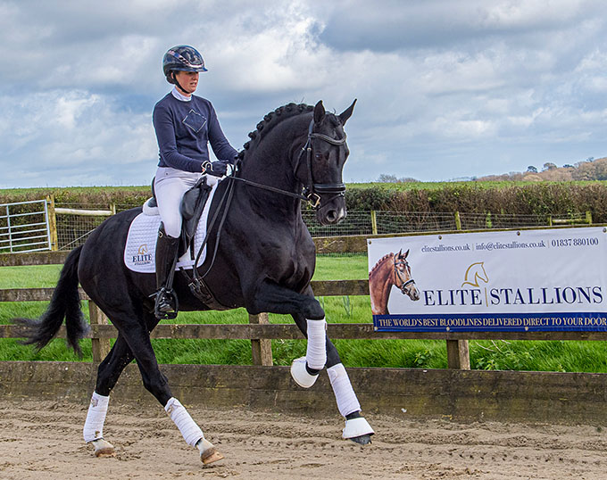 Elite Stallions Welcomes Exciting Young Stallion Galaxico to Great Britain