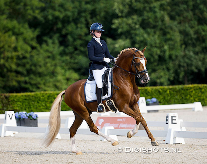 Dutch FEI Pony His Royal Badness DK Returned to Owner