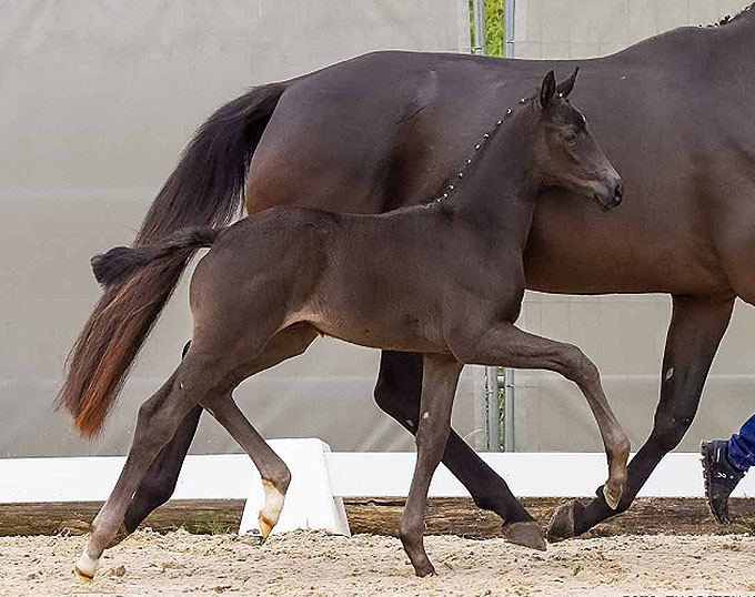 Dark Passion II, Best Seller of 2024 Hanoverian Foal Auction Nr 2