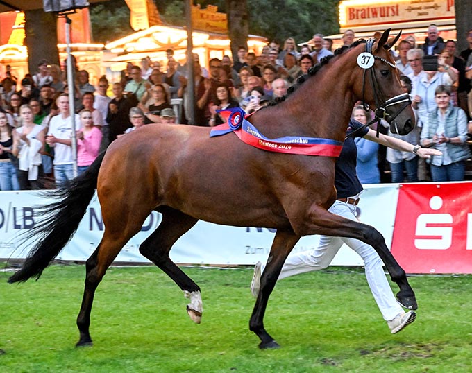 First Vaiana, Champion of the 2024 Oldenburg Elite Mare Show