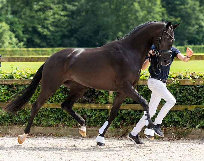 Rose Vurona SRV, Best Seller of the 2024 KWPN Online Horse Auction