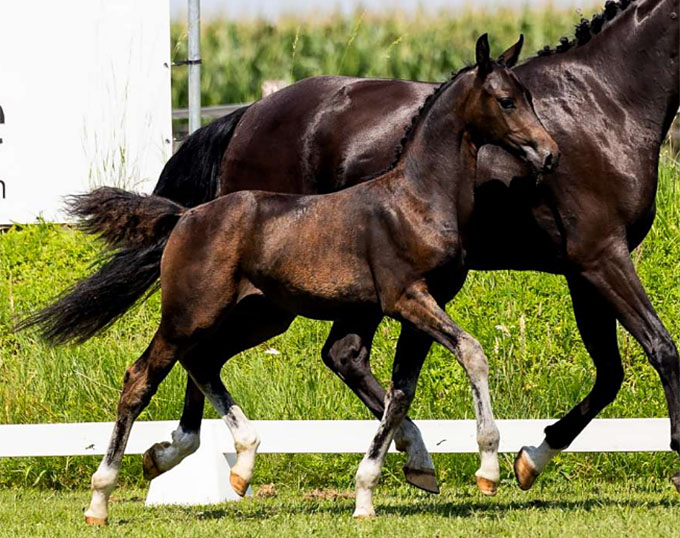 2024 Van Olst Sales - The Foal Edition Part 2: Young Stars For Future ...