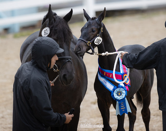 Ulrich ISF Named Foal Champion at 2024 Devon Breed Show