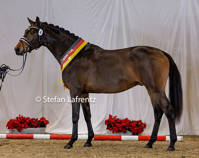 Havertz, Champion of the 2024 Trakehner Stallion Licensing