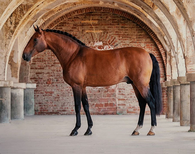 lusitano stud