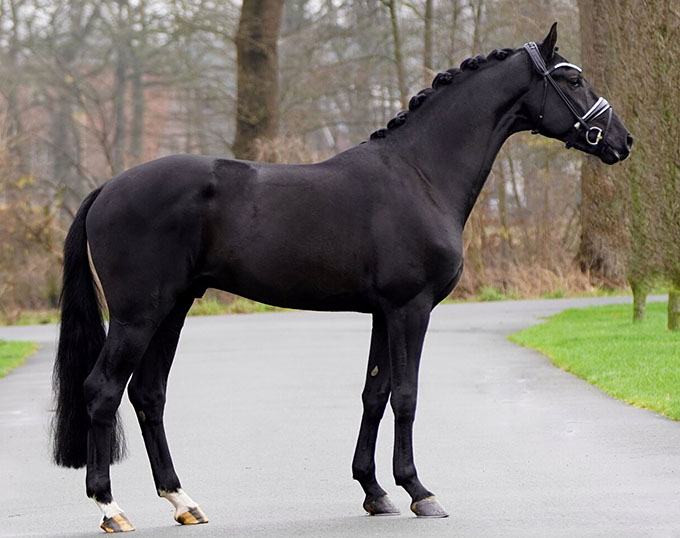 Security, High Scorer of the 2024 Adelheidsdorf 50-Day Stallion ...