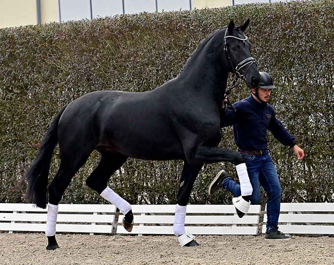 Grey Tonic PS, Best Seller of the 2024 PS Online Colt Auction