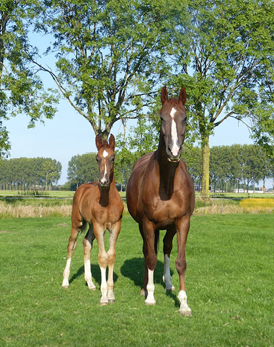 Broodmare for Sale: Mare by Johnson x Maestro