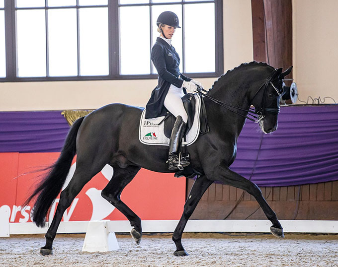 English Dressage Look