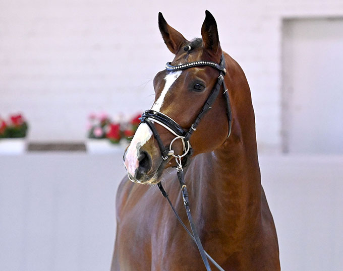 Zenetti x Zalando, Champion of the 2025 Brandenburg Stallion Licensing