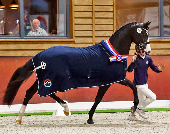 So Next Level, Champion of the 2025 NRPS Stallion Licensing