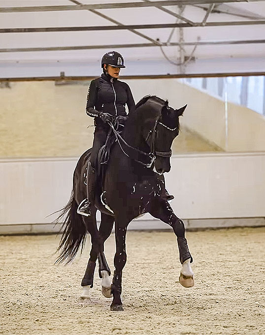 Skyline To B and So Perfect Gelded