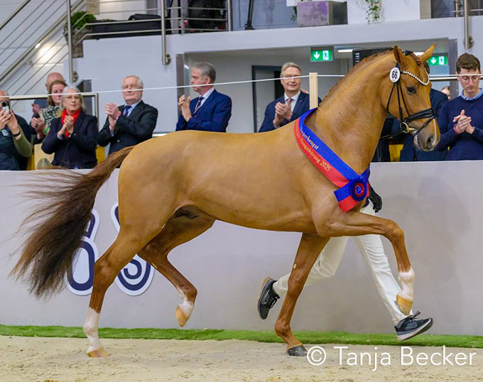 German Oldenburg Verband Reschedules Stallion Licensing for November