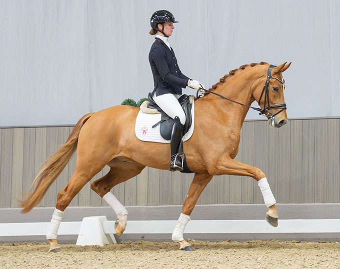 Spring is Coming: First-Class Young Horses at Auction in Münster-Handorf!