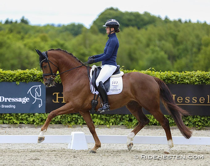 Danish Horses Long-Listed for Team Selection 2025 World Young Horse ...