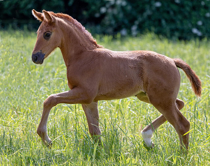 Foal for Sale: Filly by Va Bene x Alexandro P