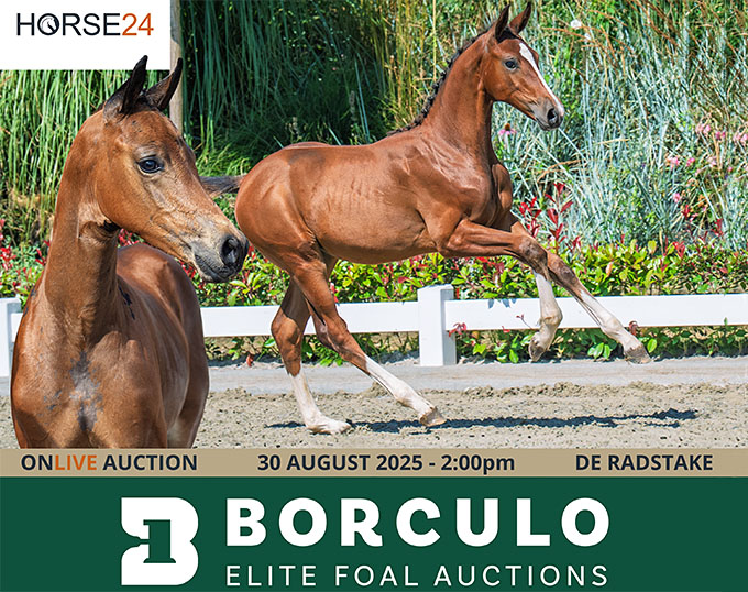 The Future Starts Here – Borculo Elite Foal Auction 2025