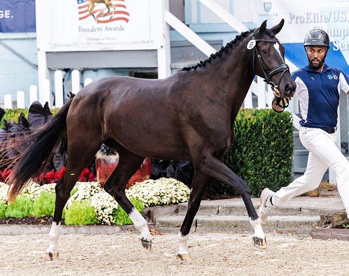 Temptation ISF Named Grand Champion of the 2025 Devon Breed Show