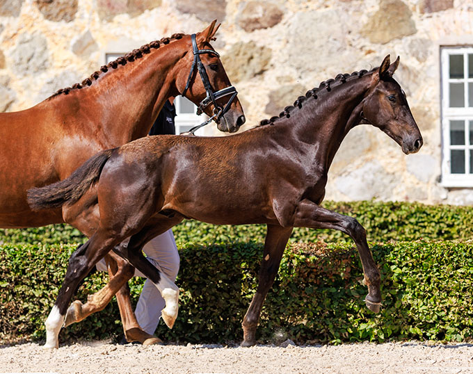 Swedish Elite Foals: Find Your Future Star on 3 - 4 October 2025