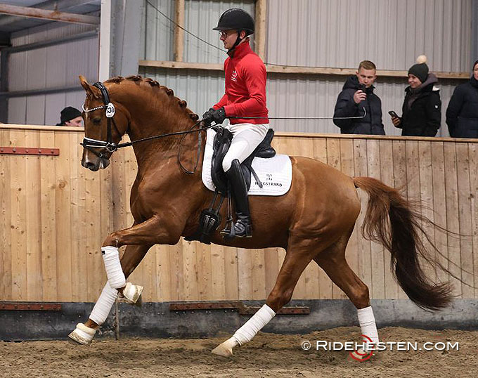 Daan G, High Scorer of the 2025 Danish Warmblood Stallion Performance Test