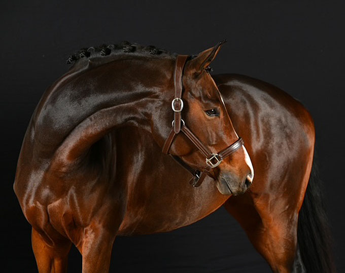 FEI Dressage Horse for Sale: French Feeling KM/H