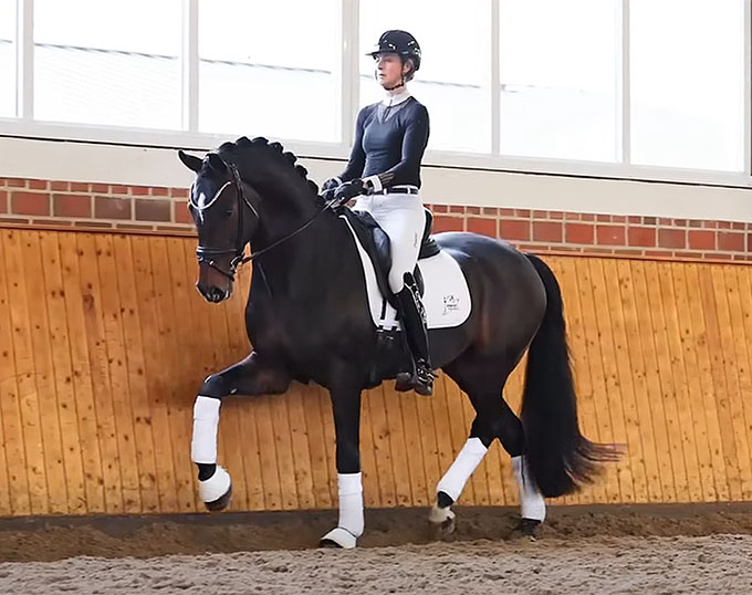 KWPN Stallion Fortunio Moves in Training with Carina Scholz
