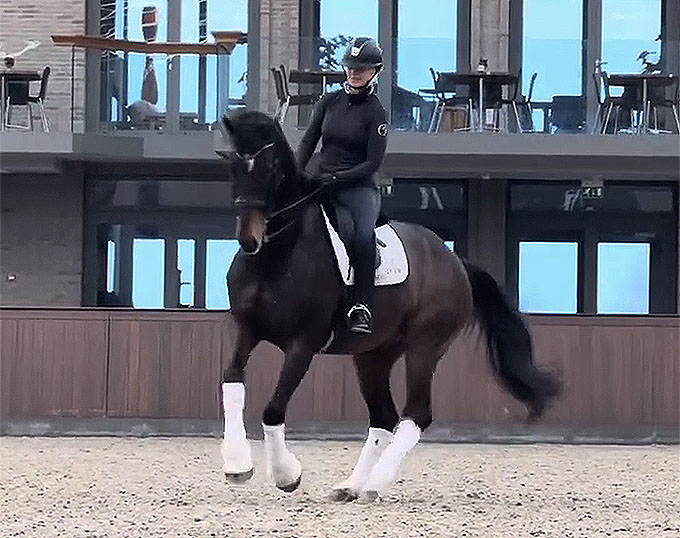 FEI Dressage Horse for Sale: Vestergaards Zepp