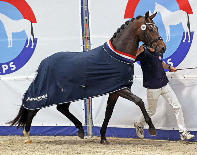Doniro, Champion of the 2026 NRPS Stallion Licensing