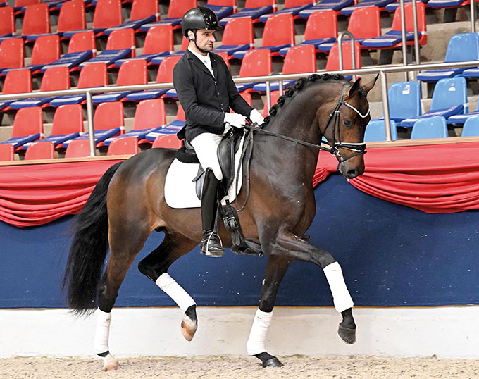 Oldenburg Saddle Licensing: A Launchpad for Breeding and Top-Level ...