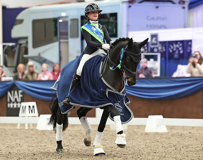 FEI Dressage Pony for Sale: Artists Ambassador