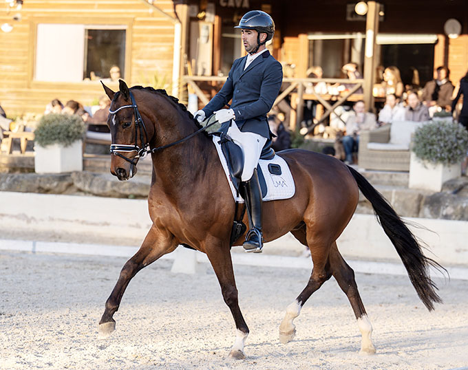 Young Dressage Horse for Sale: Denton