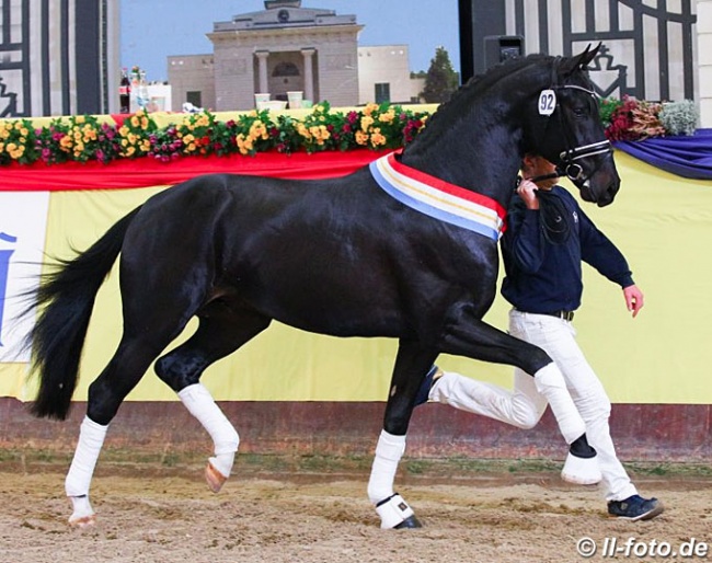 Furst Zonik PS, Champion of the 2019 Mecklenburg Stallion Licensing