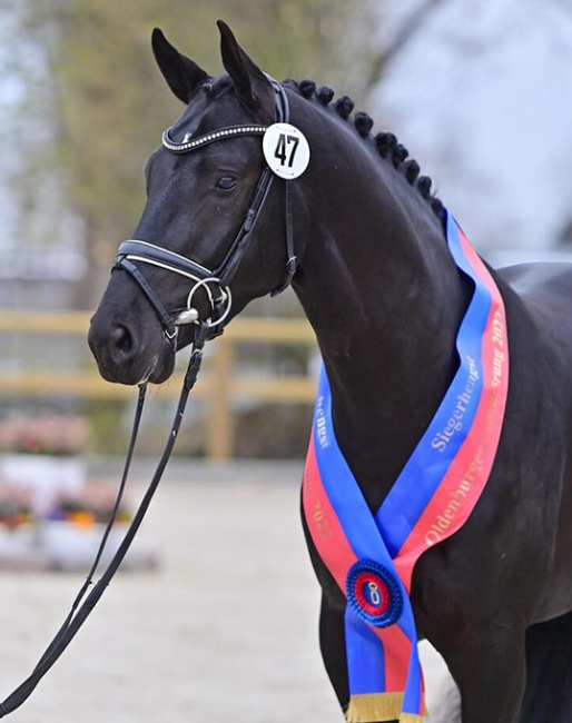 Krokant, Champion of the 2022 Oldenburg Saddle Licensing